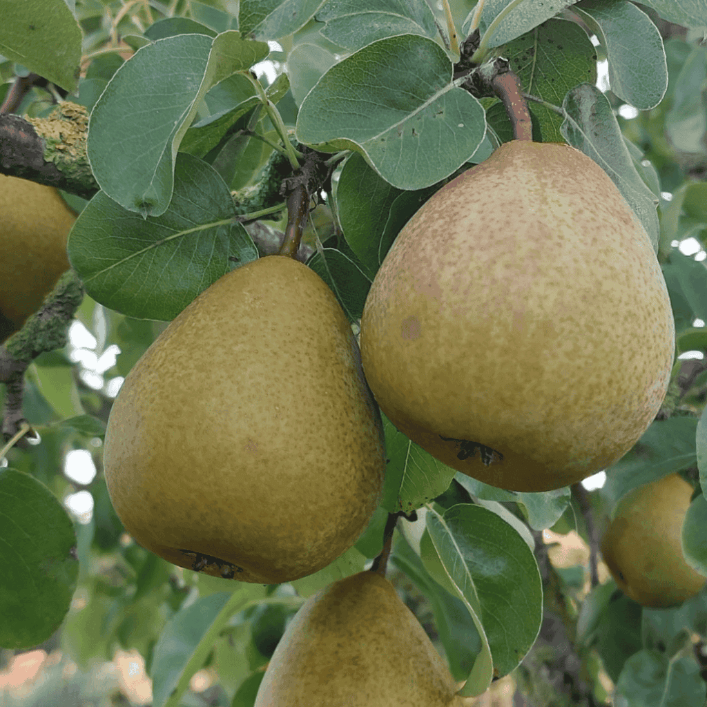 Poiriers - La Pépinière des Lattes