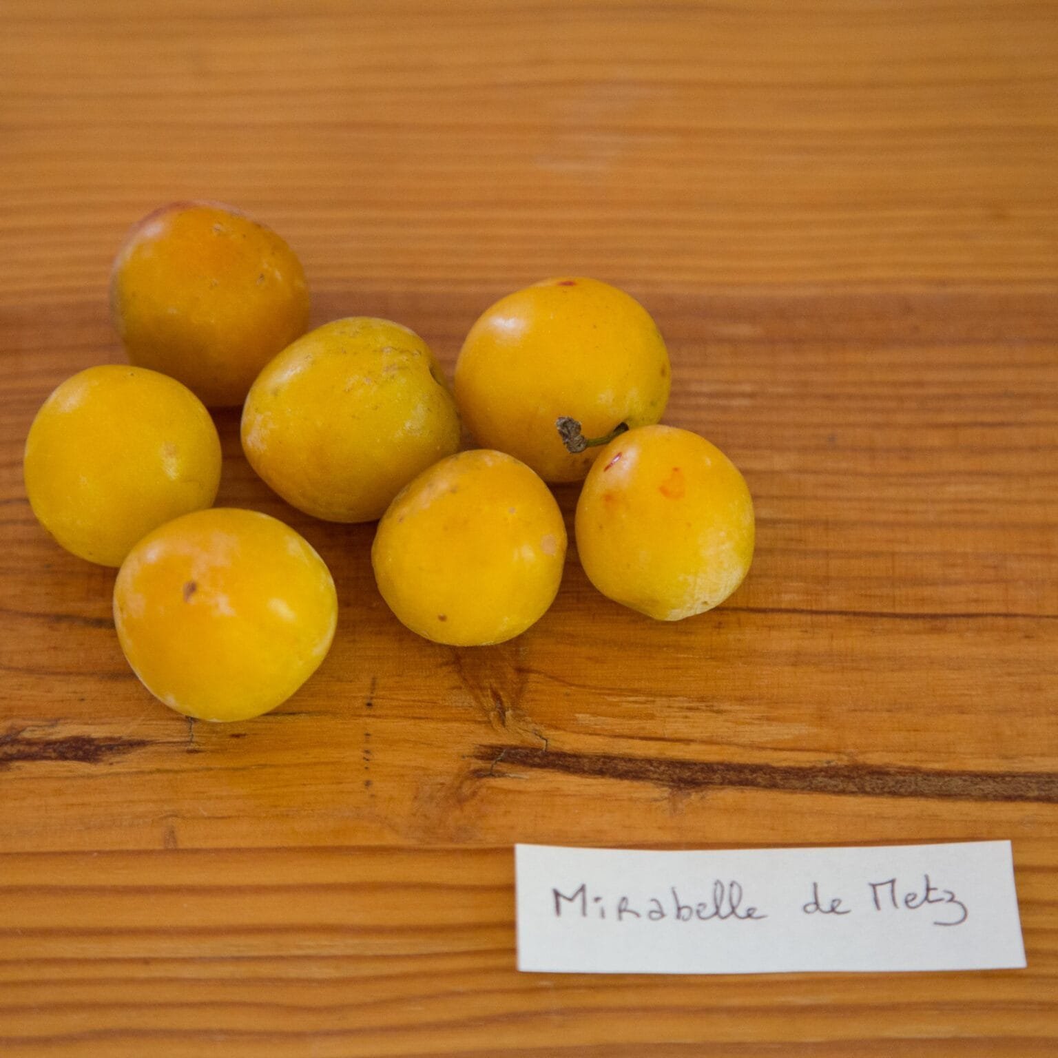 Mirabelle de Metz - La Pépinière des Lattes