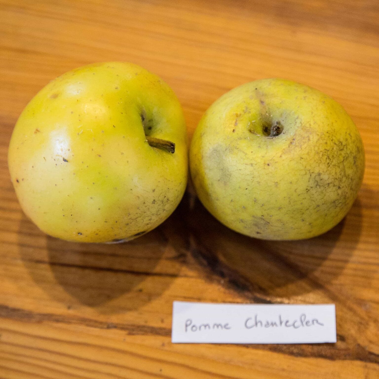 Chantecler - La Pépinière des Lattes